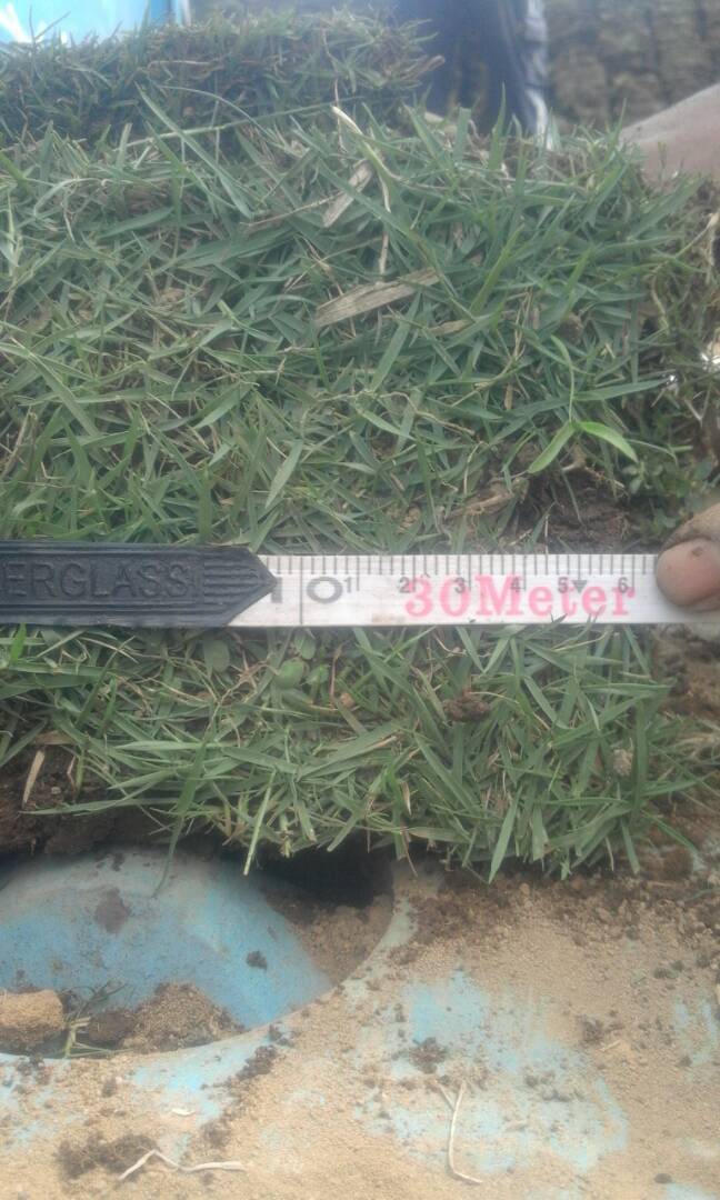 RUMPUT ZOYSIA MATRELLA ATAU RUMPUT MANILA ( RUMPUT JEPANG ) TIDAK KALAH ...