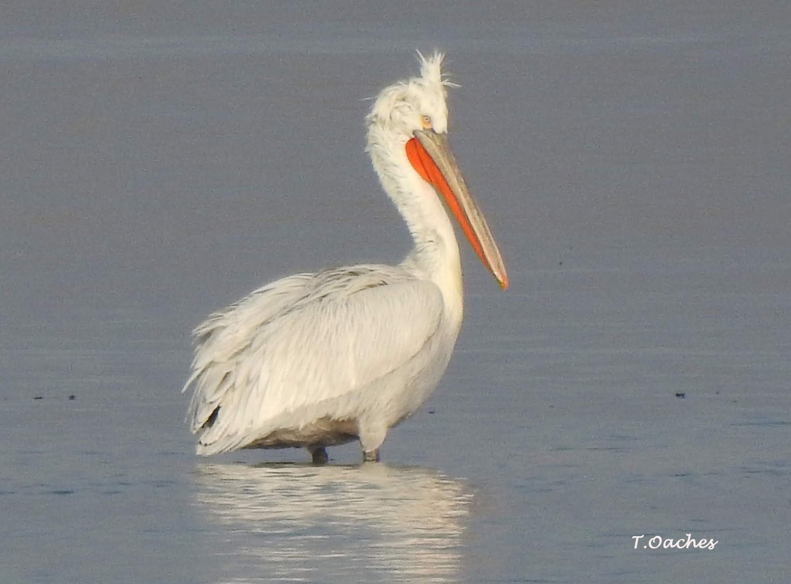 PASARI DIN ROMANIA: PELICAN CRET, Pelecanus crispus