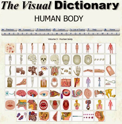 English Corner: Visual Dictionary: Human Body (all levels)