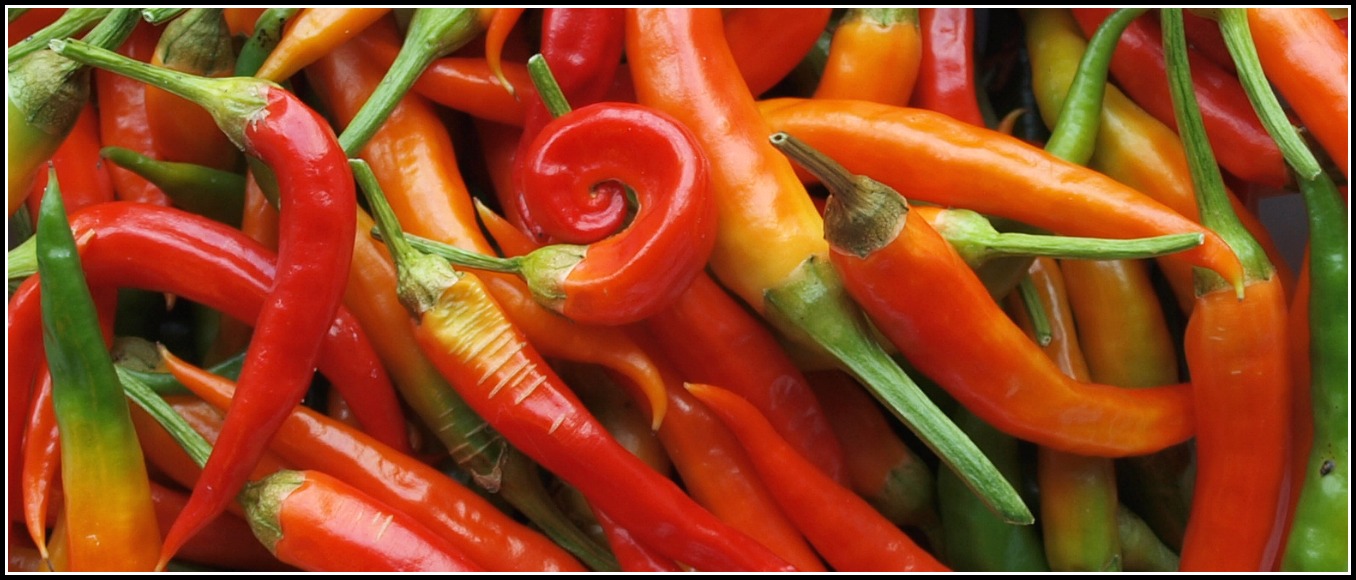 Mark's Veg Plot: Chillis - the Grand Finale
