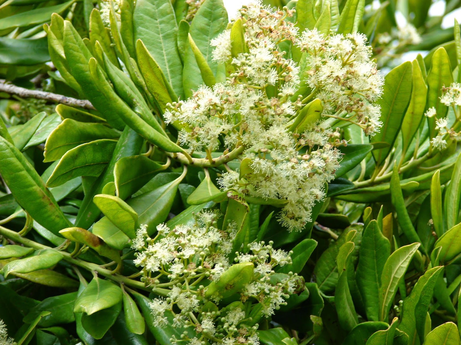 All Spice - Pimenta officinalis | Natural Plants