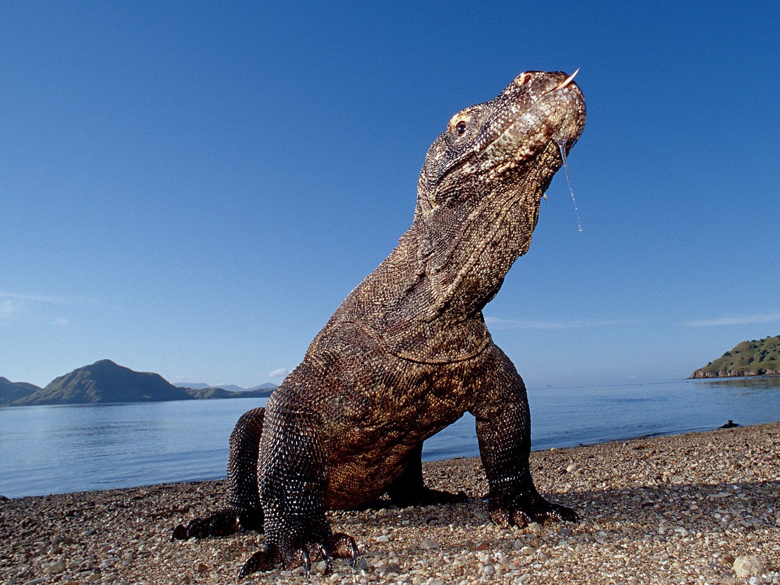 Indonesia Komodo Island ~ World Reference