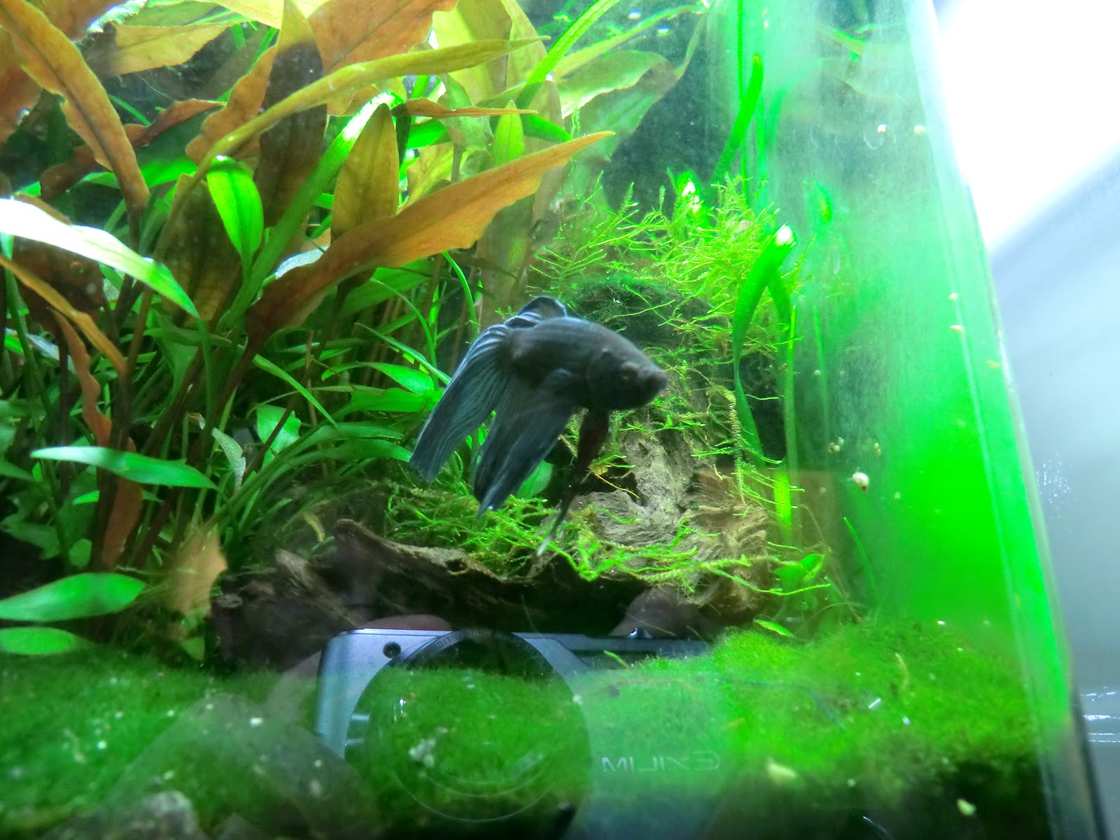 The Fishtank: Fish Spotlight: Betta Splendens - Siamese fighting fish