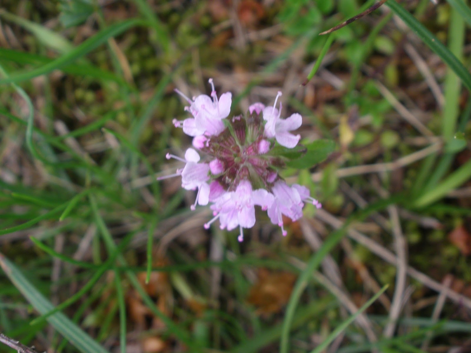 Di fiore in fiore: Timo selvatico