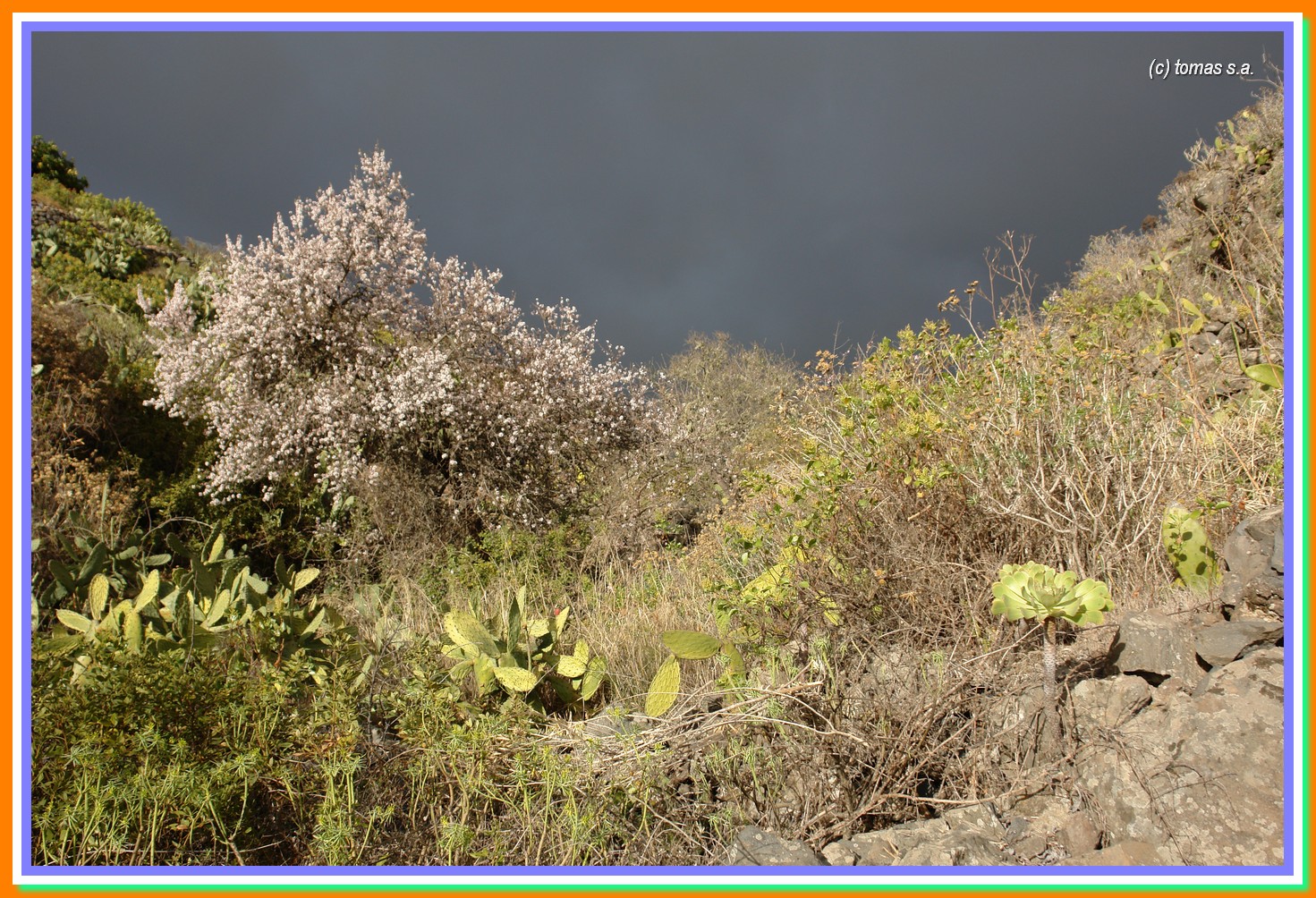 Tenerife senderos......: TENERIFE SENDEROS --GUIA ISORA-- EL JARAL -LAS ...