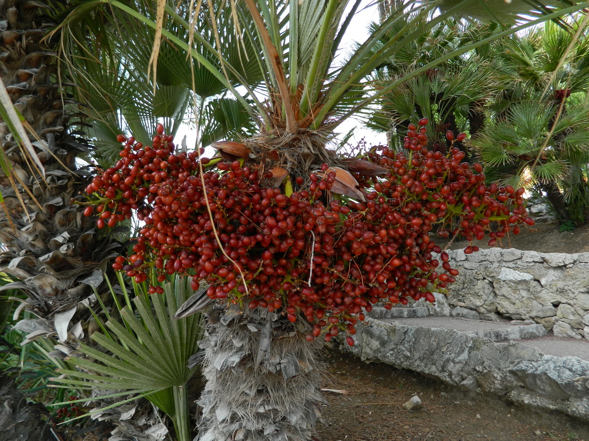 LA MULTI ANI, ROMANIA!: Fructe de palmieri in Beaulieu-sur-Mer
