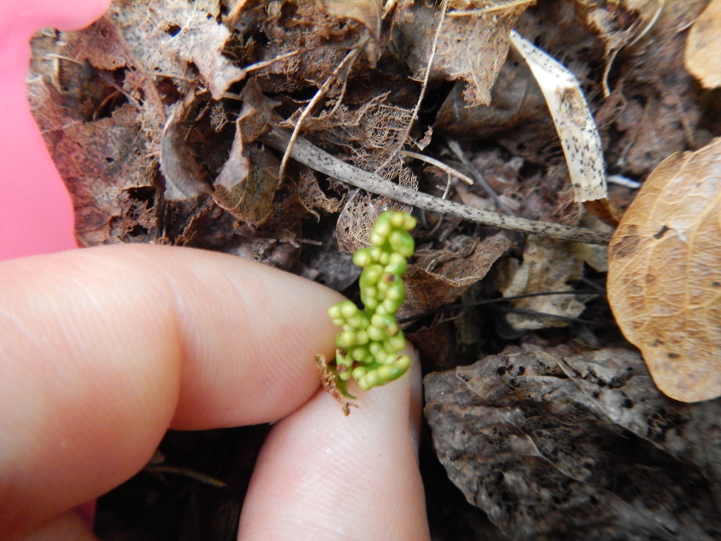 Botanizing: In Love with a Goblin...Fern