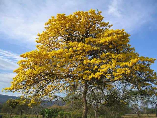 CUENTOS, POEMAS Y CANCIONES PARA NIÑOS: AL ARAGUANEY
