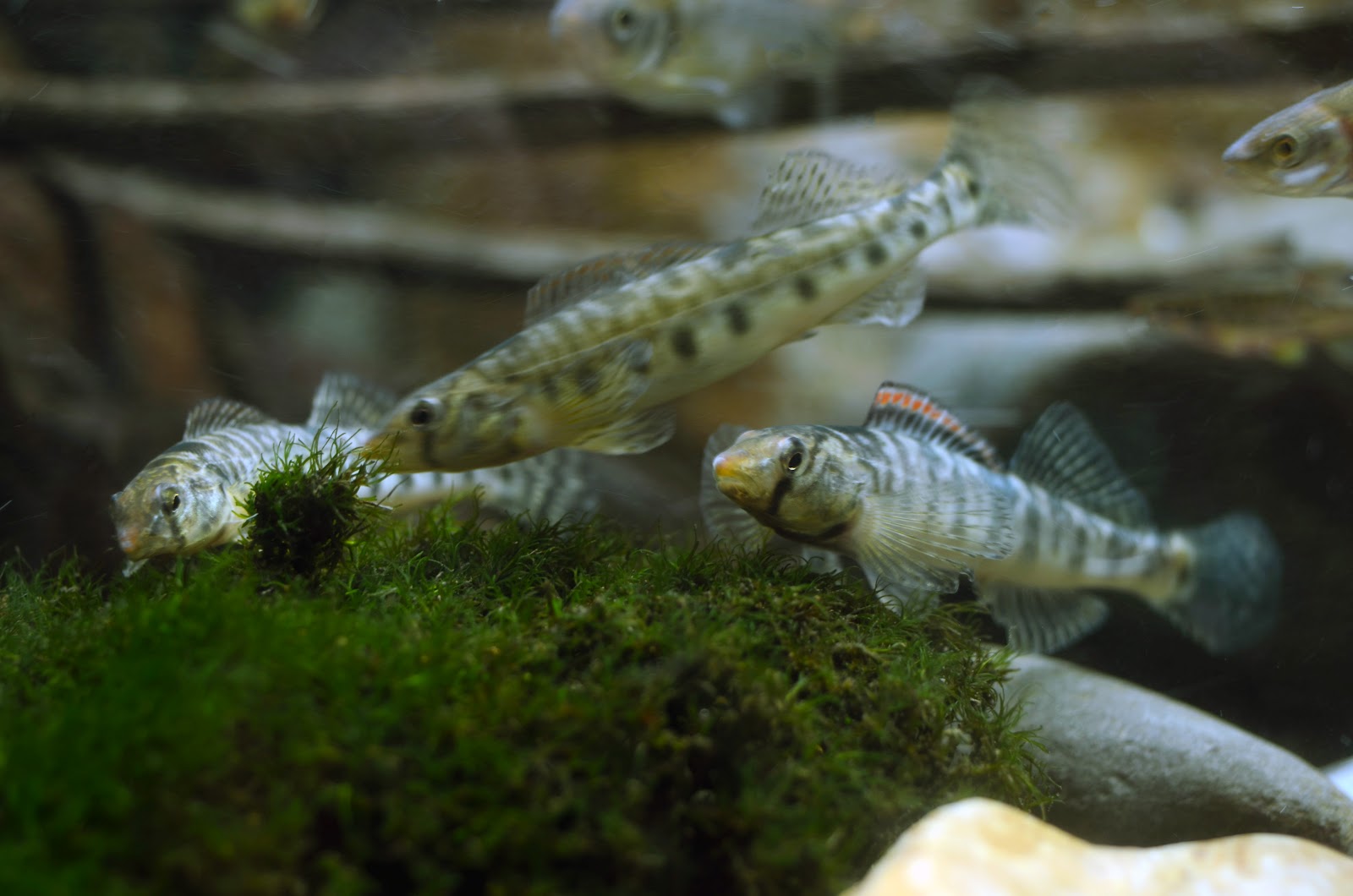 Virginia Fishes: Fall colors in fishes: darters, dace and others ...