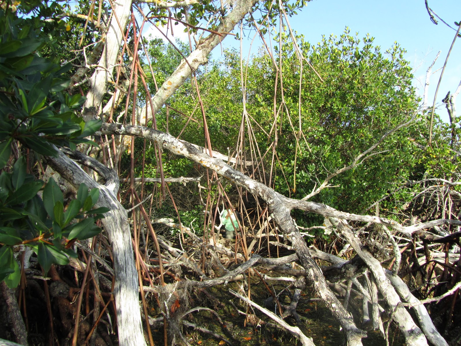 Connecting Pieces: Shell Seeker- Hunting for Conch Shells