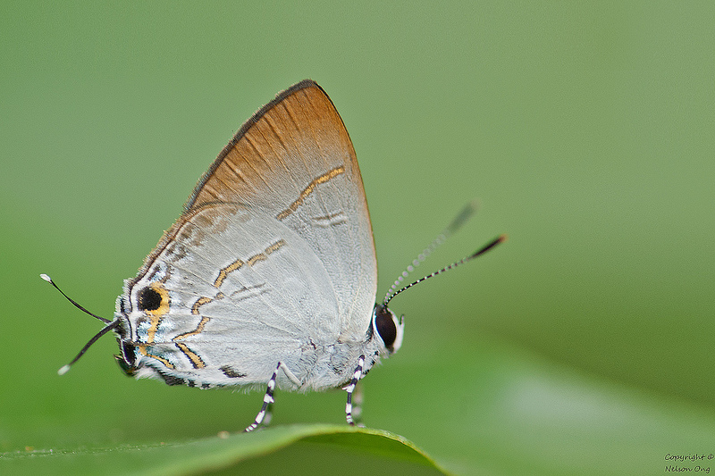 Butterflies of Singapore: Random Gallery - Narrow Spark