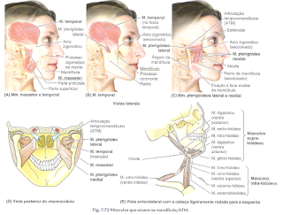 Anatomia e Fisioterapia na ATM - Faça Fisioterapia