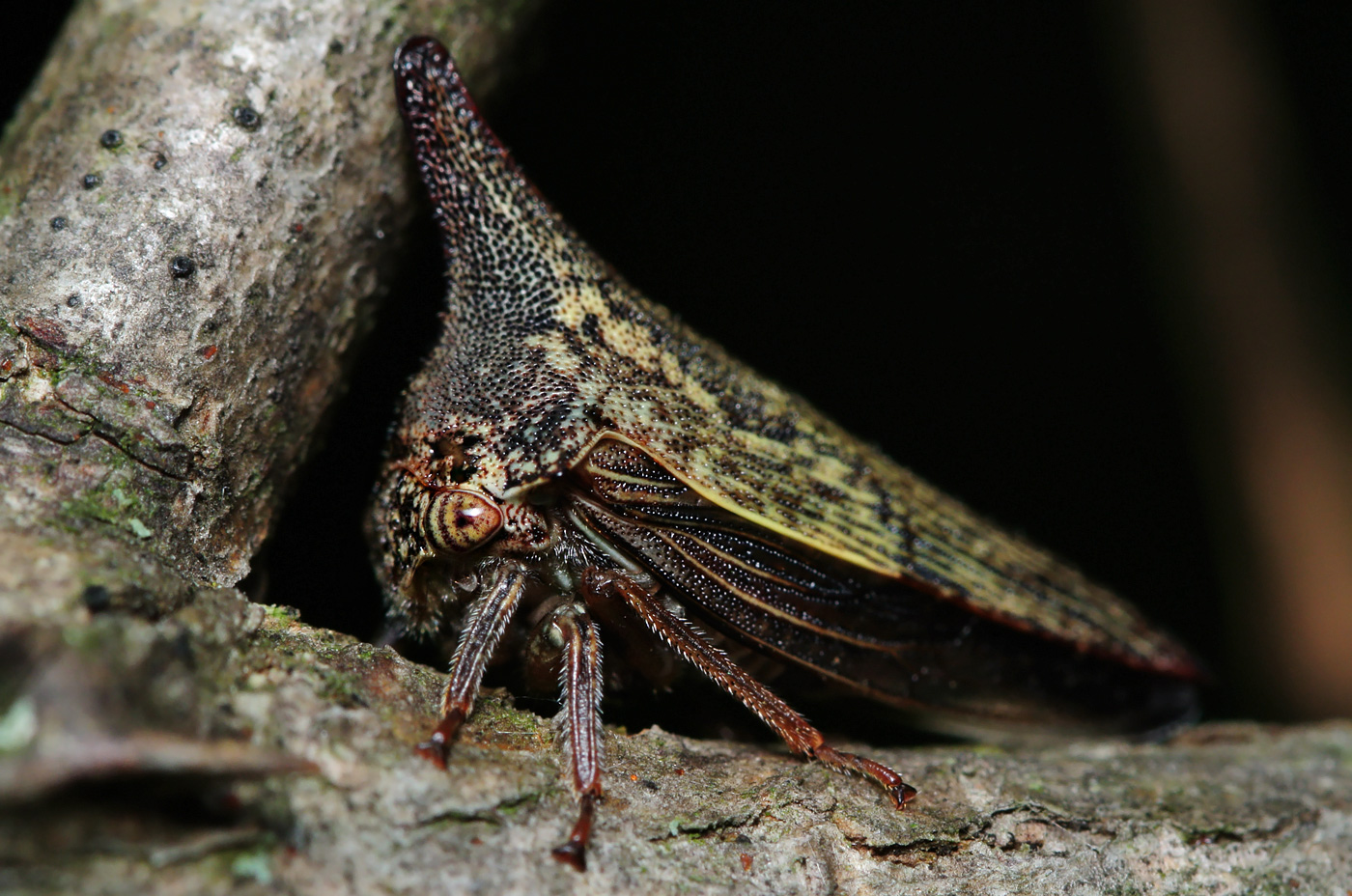 Máistir Nádúraí: September Southbound