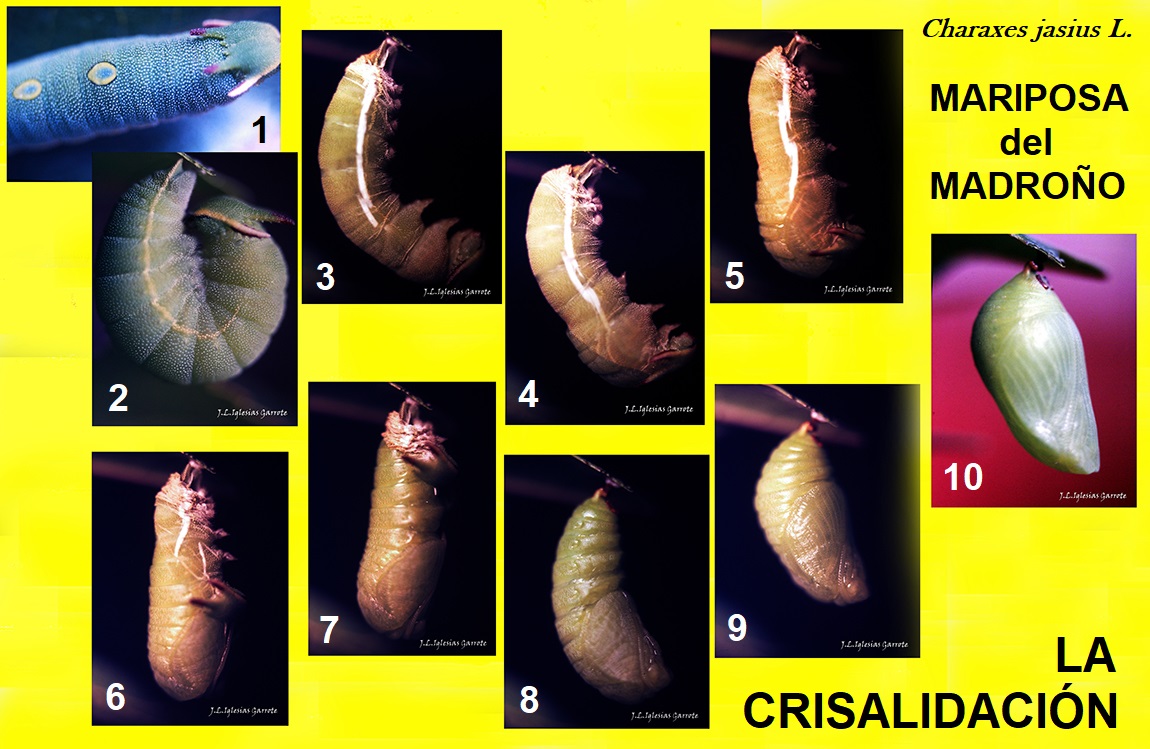 CURIOSIDADES CIENTÍFICAS : Crisalidación