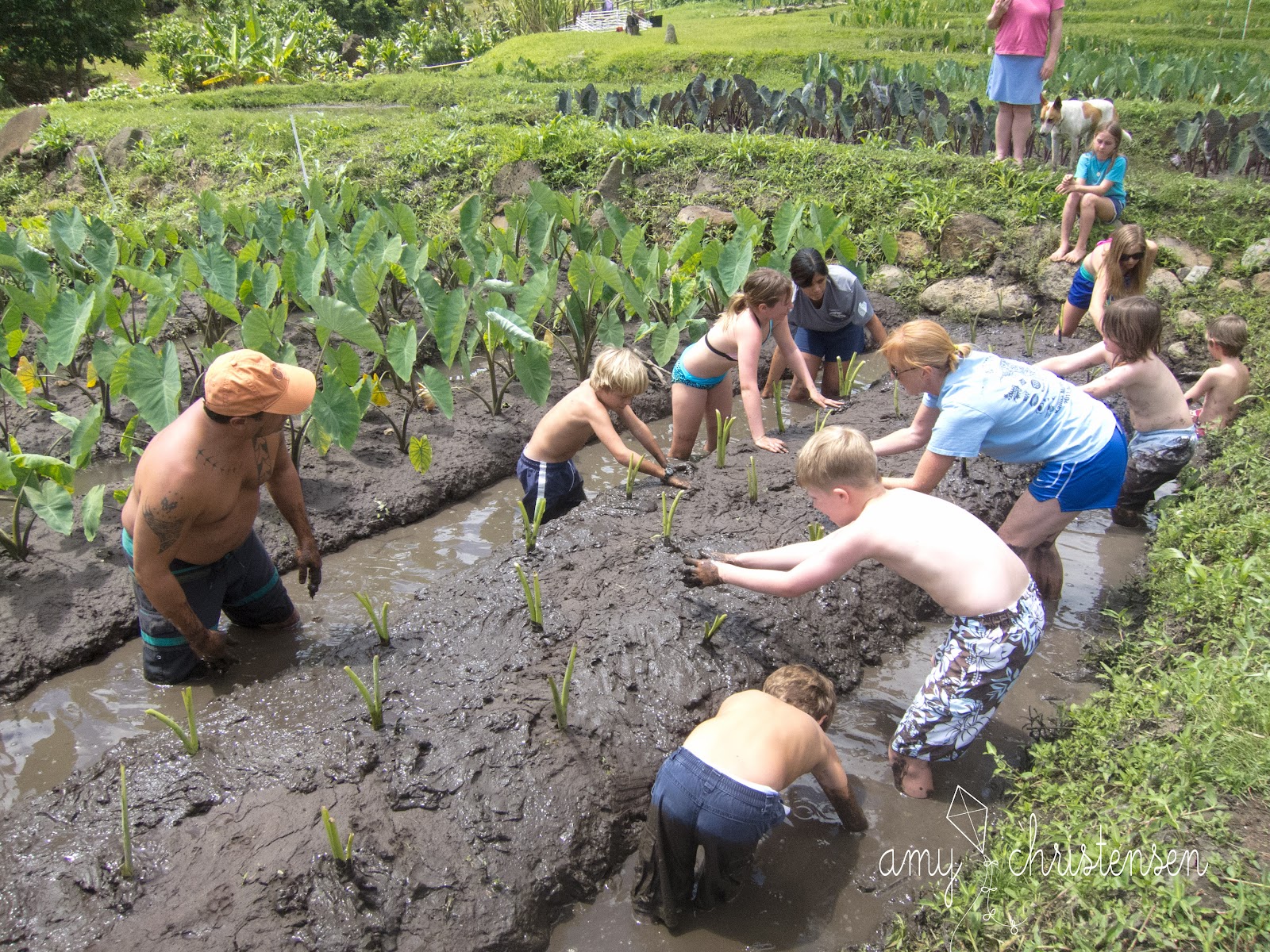 Christensen's In Hawaii: Papahana Kuaola- The Taro Patch