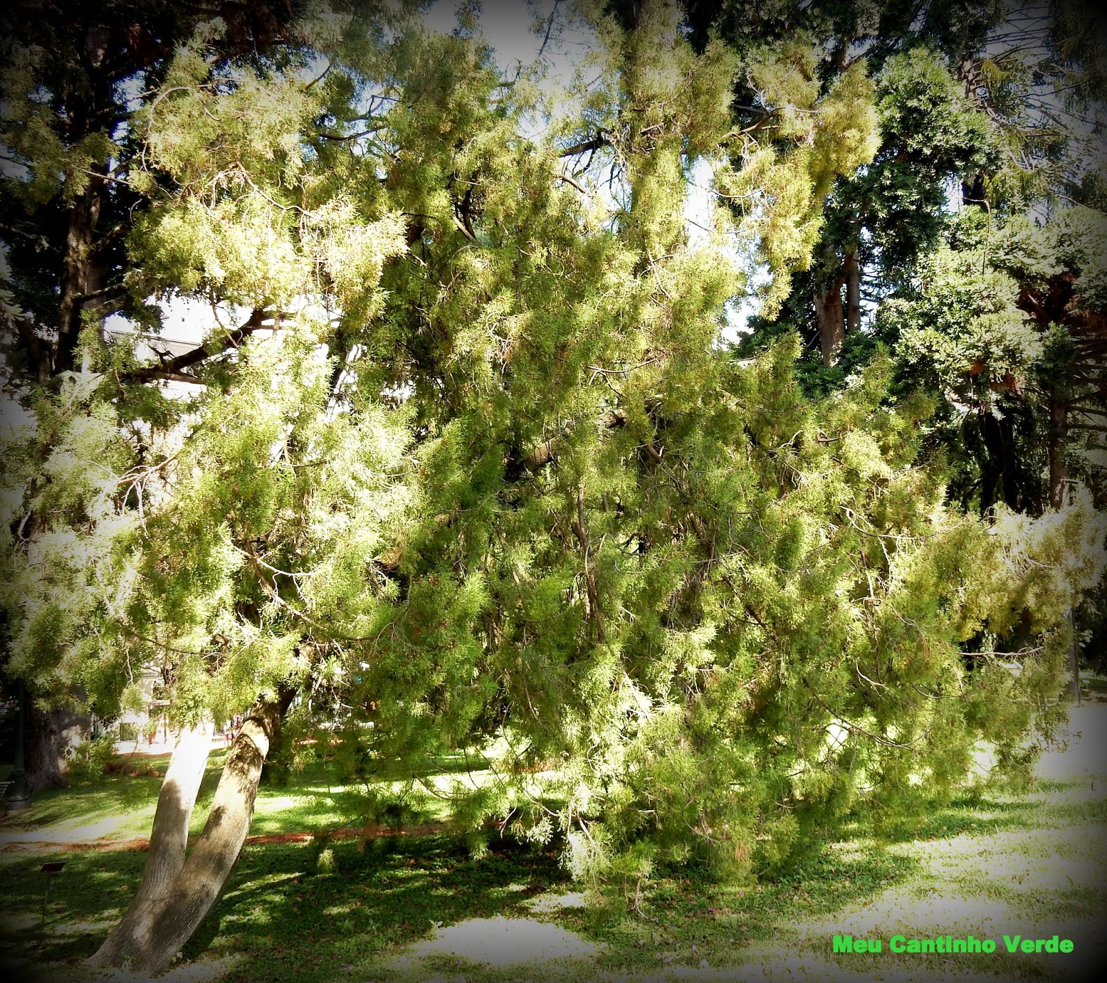 Meu Cantinho Verde: TETRACLINIS, ARAR - (Tetraclinis articulata)