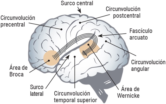 Caminos y laberintos - Lingüística II: Áreas del lenguaje en el cerebro