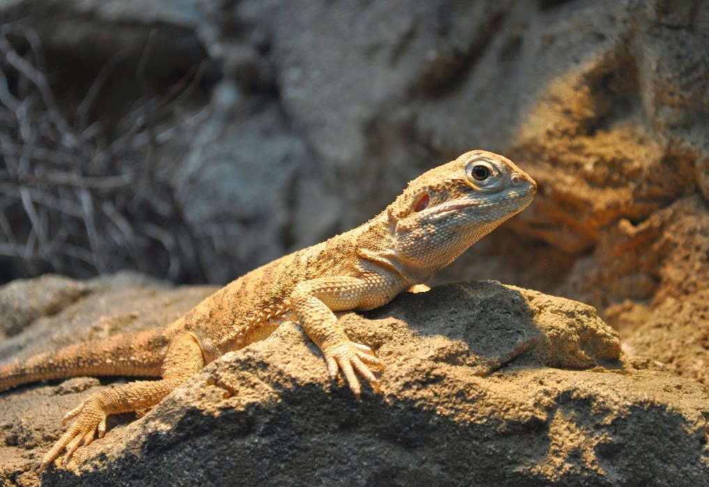 ZOOTOGRAFIANDO (6.100 ANIMALS): DRAGÓN DE LAWSON / DWARF BEARDED DRAGON ...