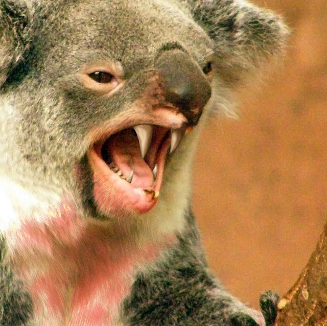 un french Toast en Australie : LE DROP BEAR - MYTHE OU REALITE