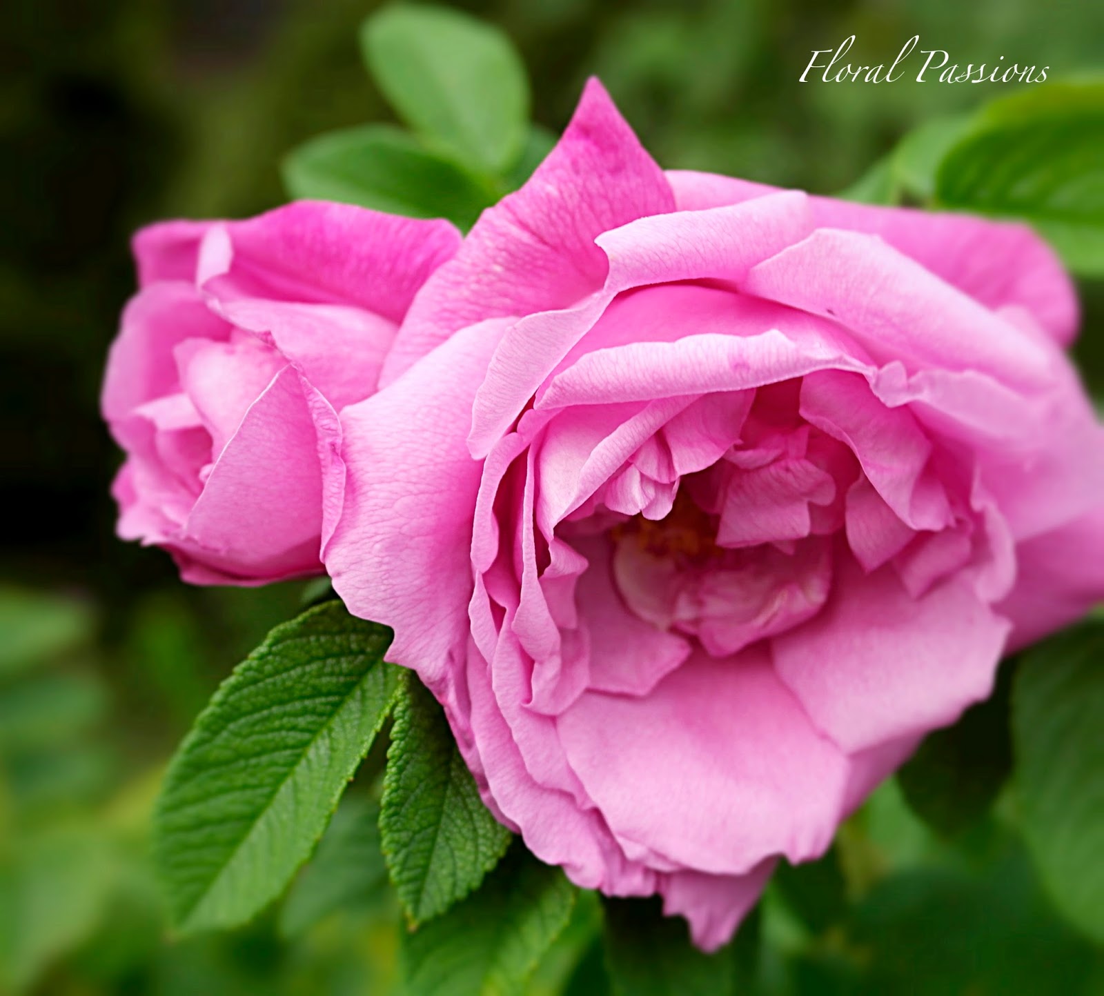 Floral Passions: Ruusuiloa - Rose Delight