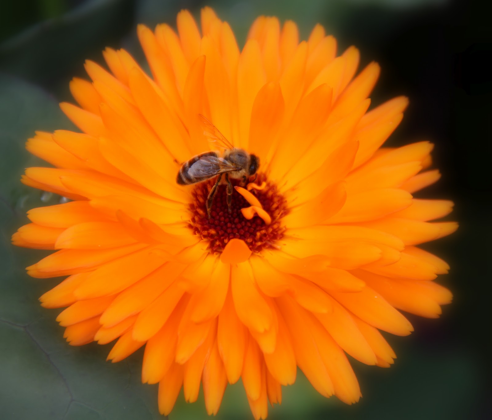 Medetka /Calendula officinalis/