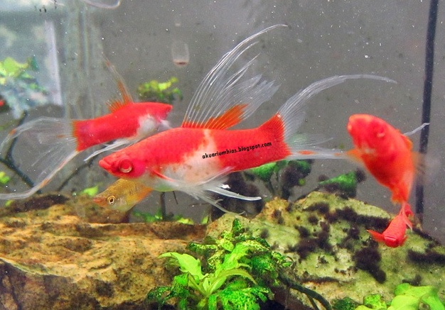 Jenis Ikan Hias Swordtail - Akuarium Ikan Hias