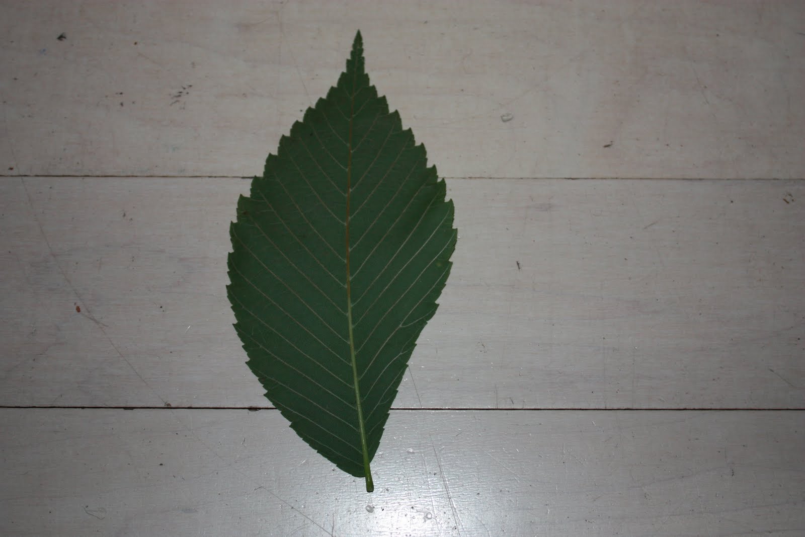 An Activity a Day for Parents and Kids: Leaf Transfers