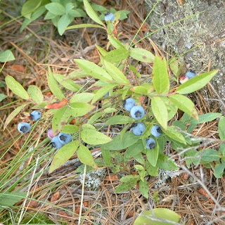 MALINALLI · herbolaria médica: ARÁNDANO AZUL, blueberry - Vaccinium ...