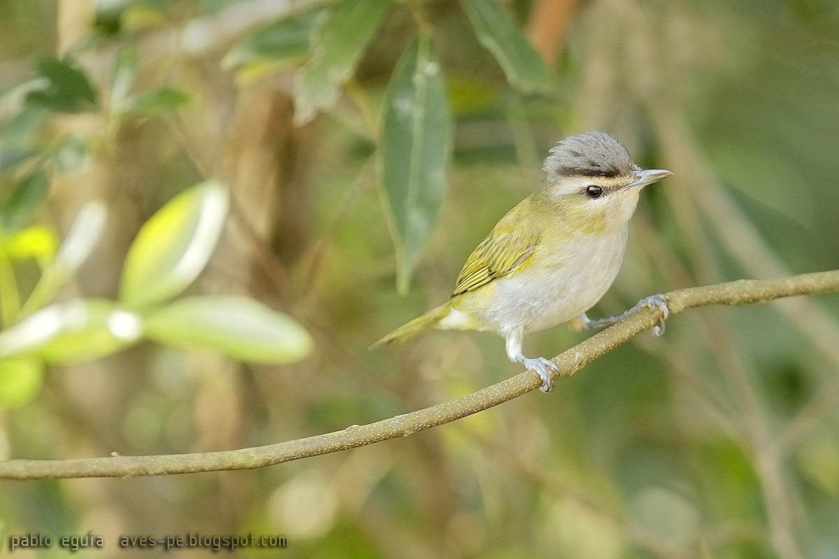mis fotos de aves: Vireo chivi Chiví-chiví Chivi Vireo