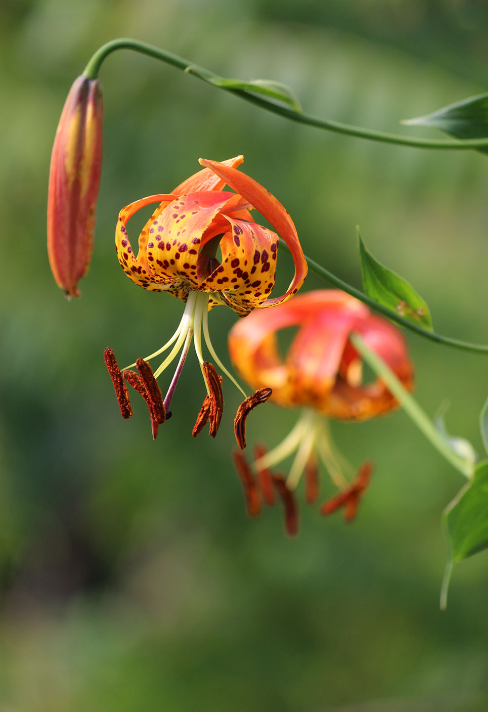 66 Square Feet (Plus): Lilium superbum, North Woods