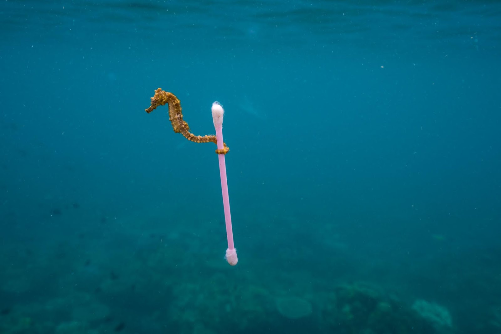 Marine Animals and Microplastics