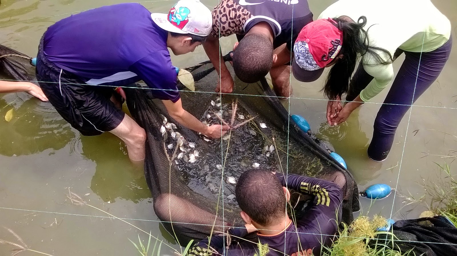 MONOCULTIVO DE CACHAMA (Colossoma sp) ~ ACUICULTURA CÓRDOBA