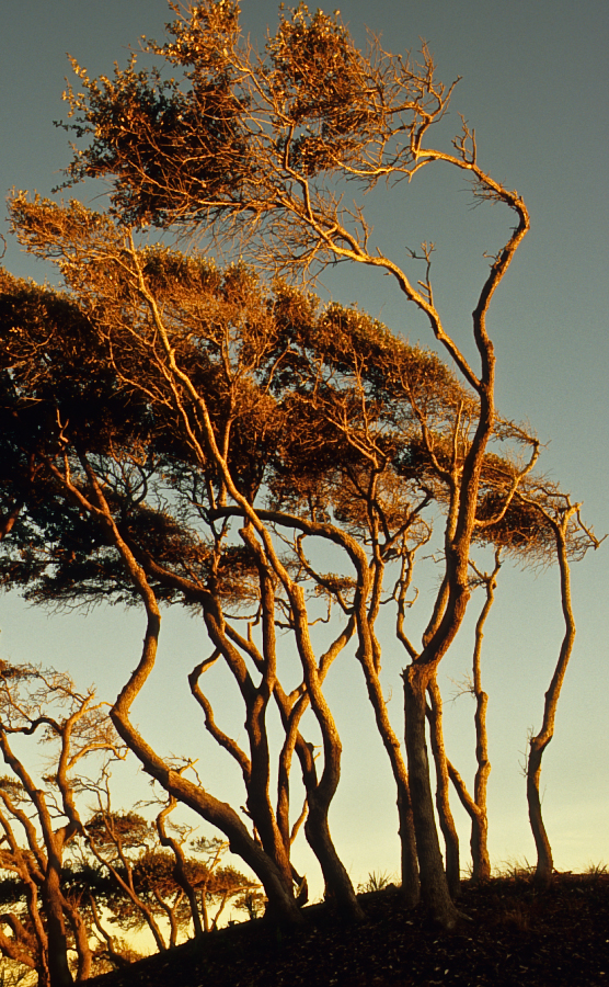 Doug's Photo Blog: Twisted Trees