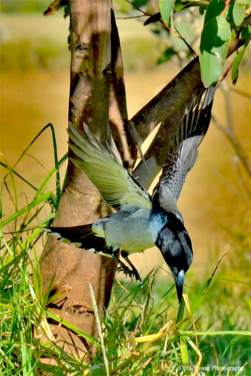 Focus on Nature: My cheeky friend