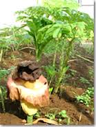 Bunga Suweg Dan Bunga Bangkai ~ KARANGLO KIDUL