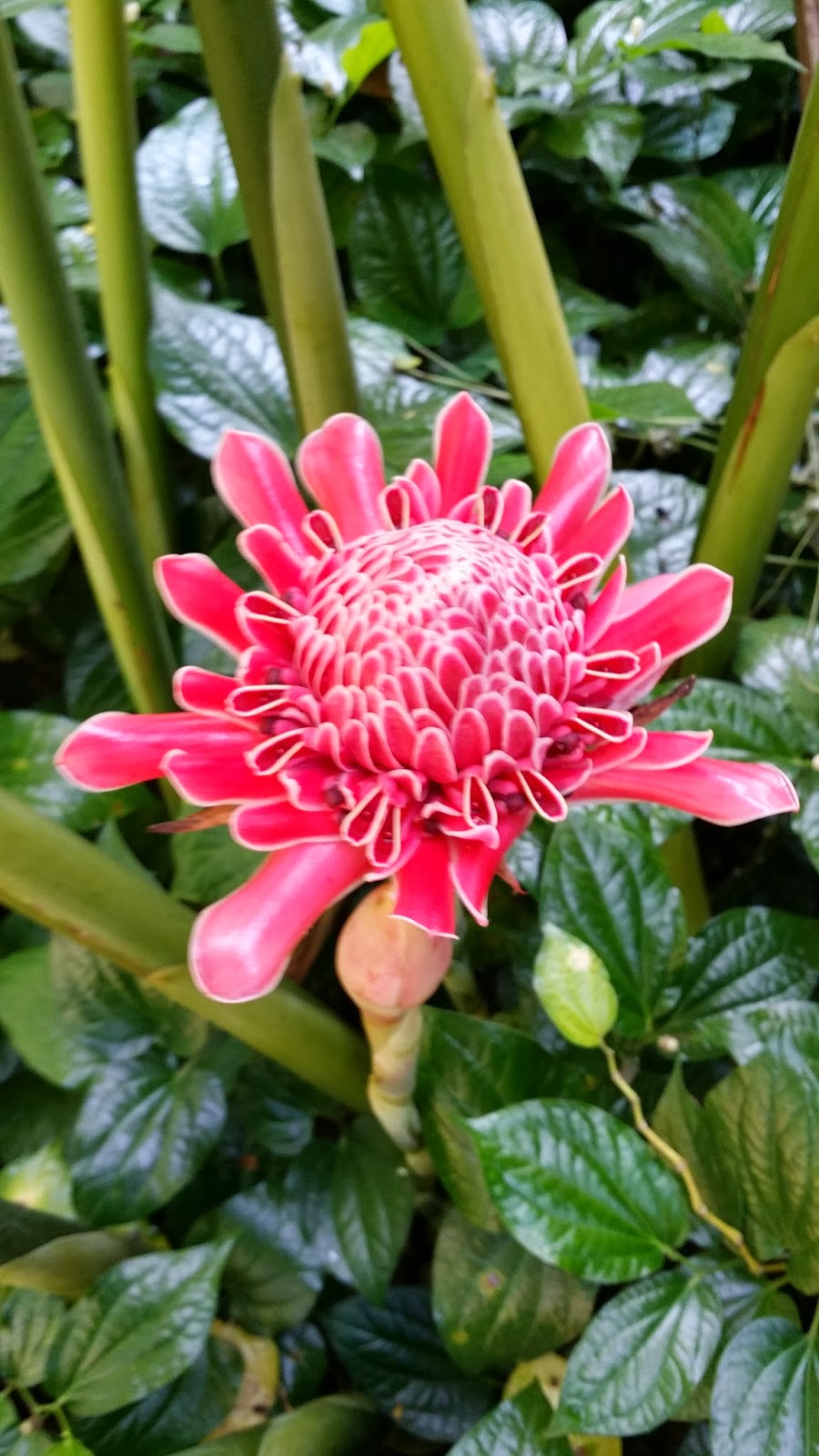 LI NA HERBS: TORCH FLOWER IN FULL BLOOM