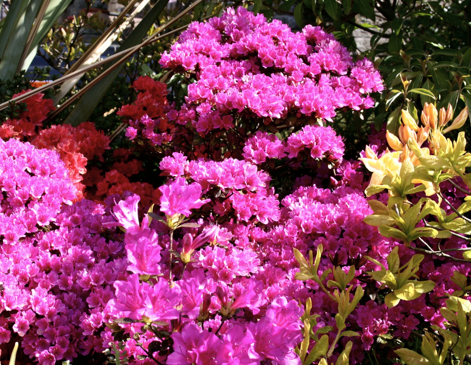 Scottish Artist and his Garden: May 2012