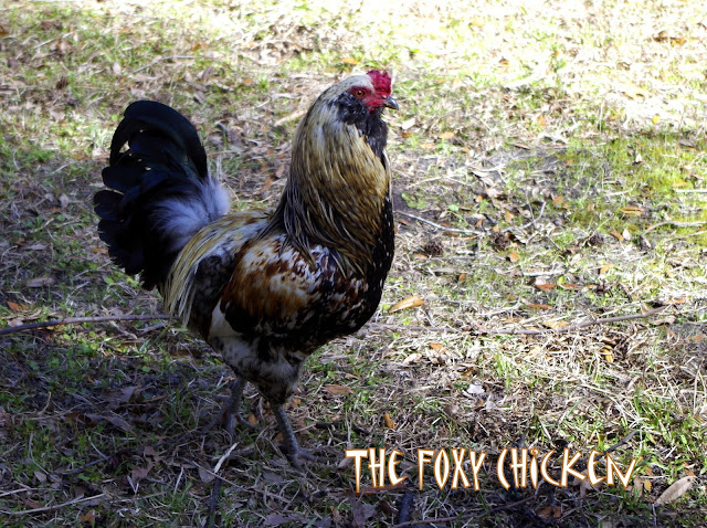 The Foxy Chicken: BarnYard Mix Rainbow Flock Hatching eggs for Sale