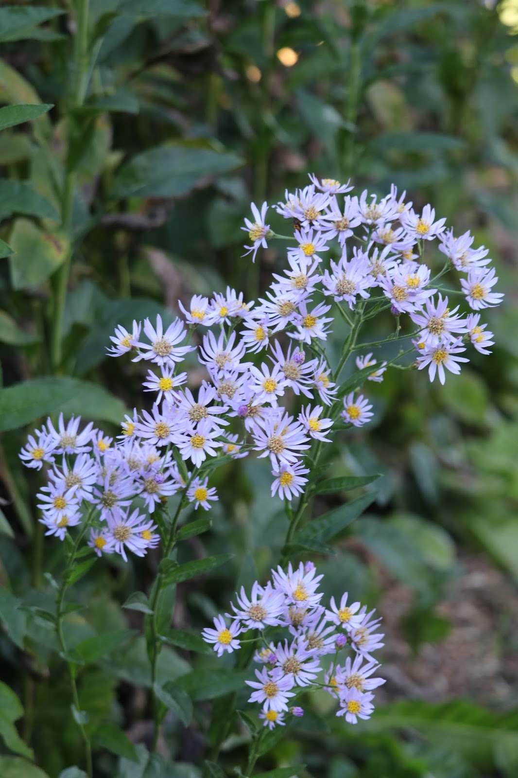 BASIL BECKY..... Gardening from the Heart: Another Great Fall Invasive ...