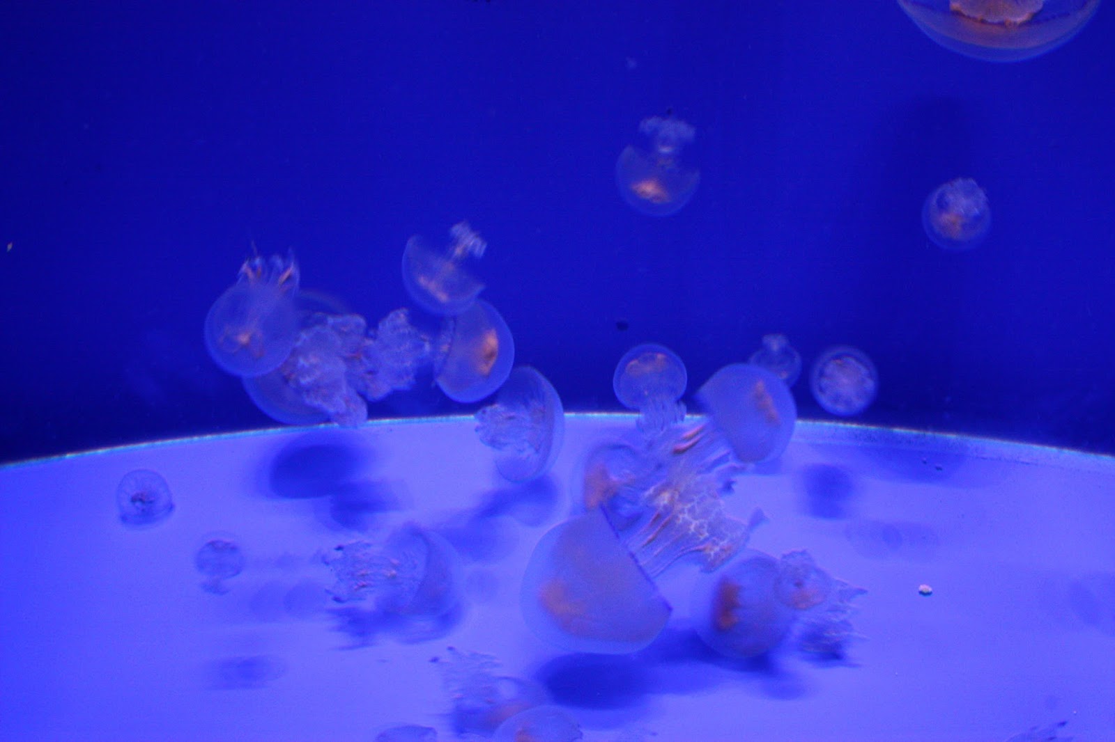 Exposición Medusas en el Oceanografic de Valencia