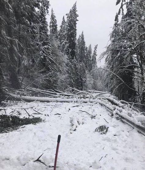 Just A Car Guy: an Amtrak train in Oregon hit a downed tree, and 183 ...