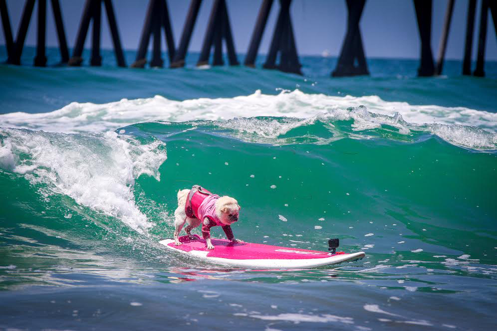 Gidget Surfing