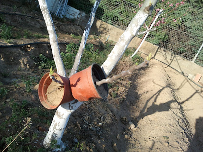 Faenas de la Huerta: Acodado y Acodado Aéreo