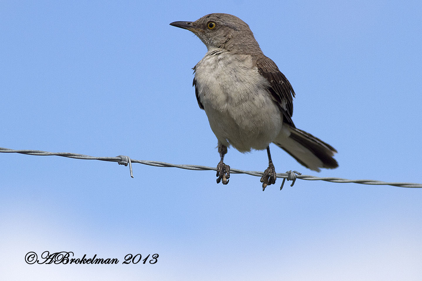 Ann Brokelman Photography: Fledged Northern Mockingbird, Eastern ...
