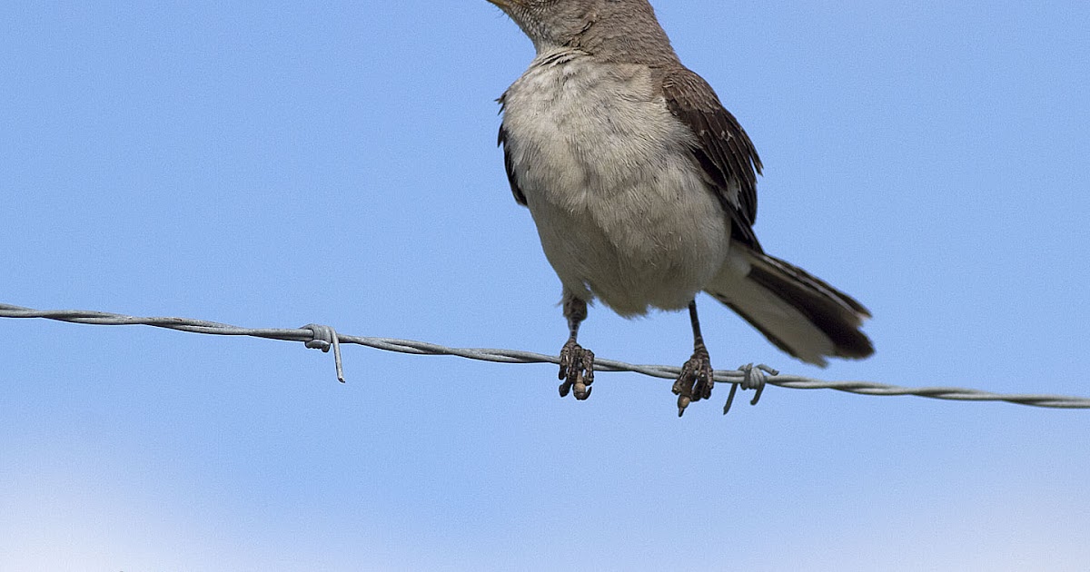 Ann Brokelman Photography: Fledged Northern Mockingbird, Eastern ...