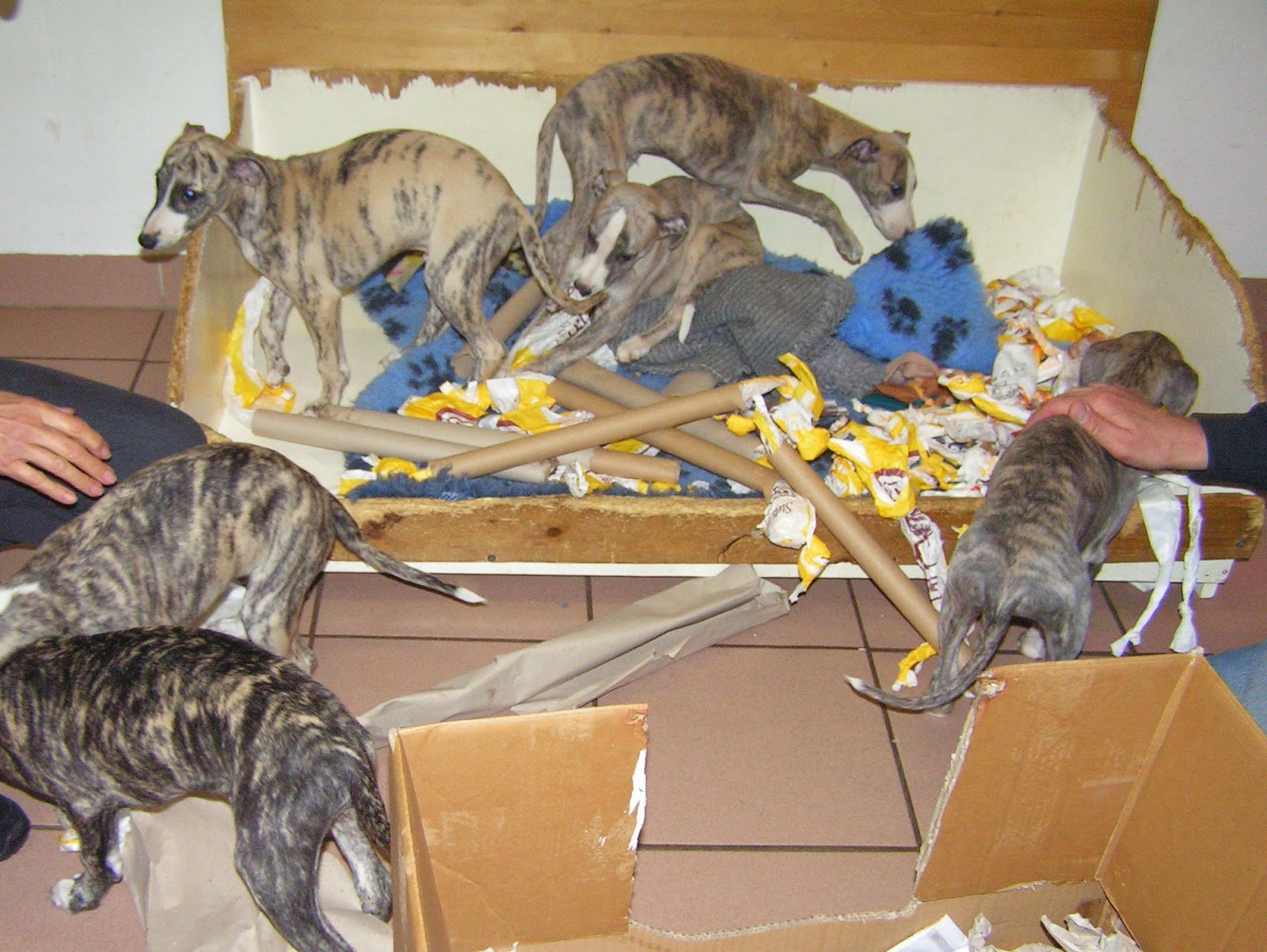 Whippets High on Emotion: Papier - Party beim P-Wurf Whippets High on ...