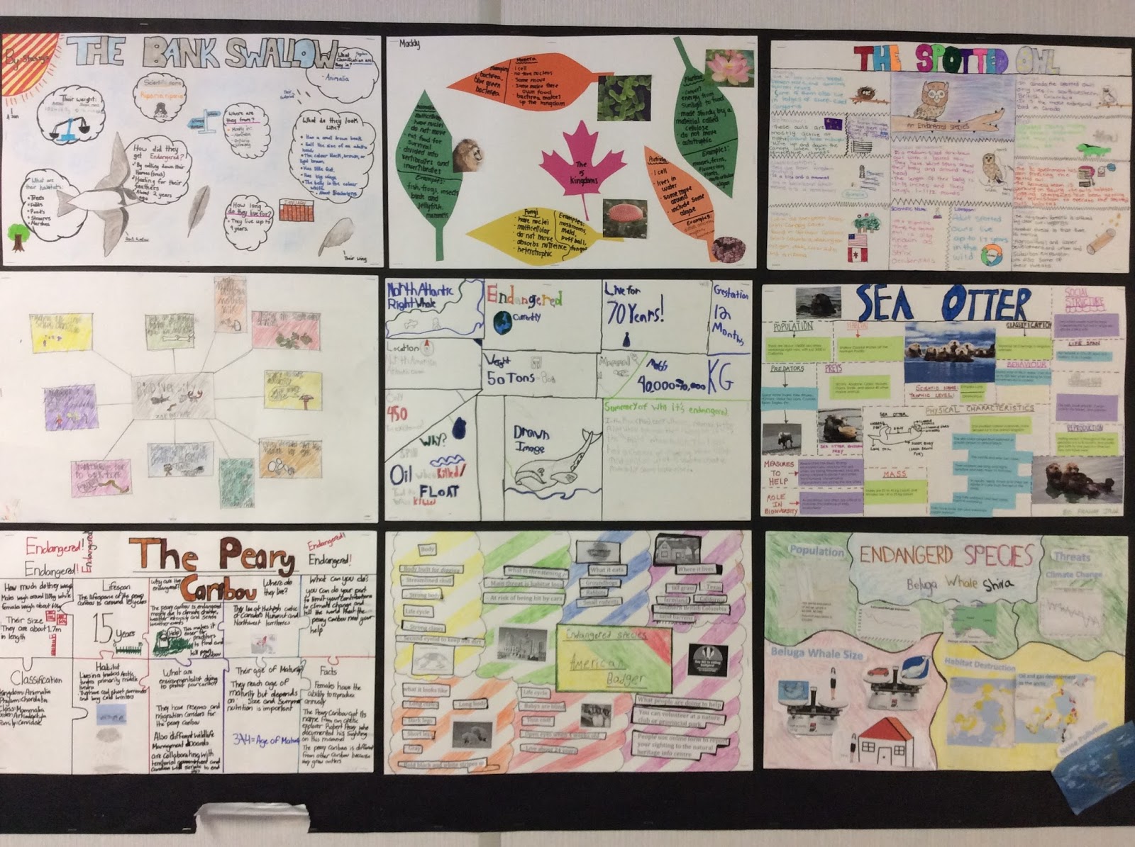 The Thornhill Woods Blog: Gr. 6 Infographics