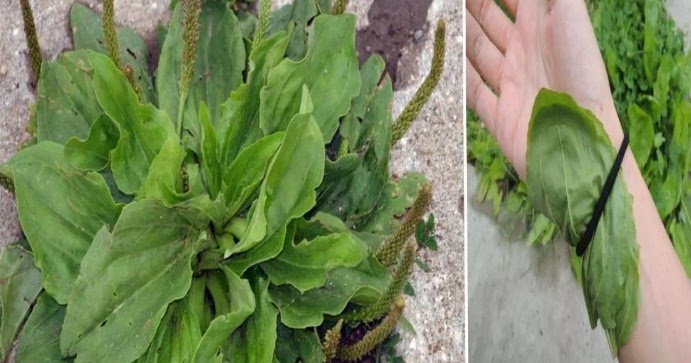 This Little Weed Is One of the Most Useful Medicines on the Planet ...