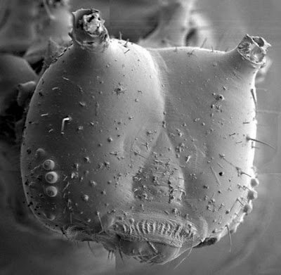 Microrganisms Under Microscope, Microscopic Photos of Micro-Organisms ...