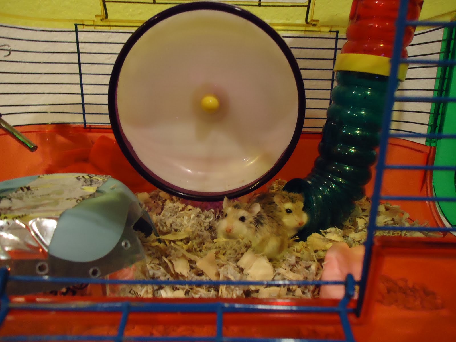 Cute Robo Dwarf Hamsters Cute Robo Dwarf Hamsters